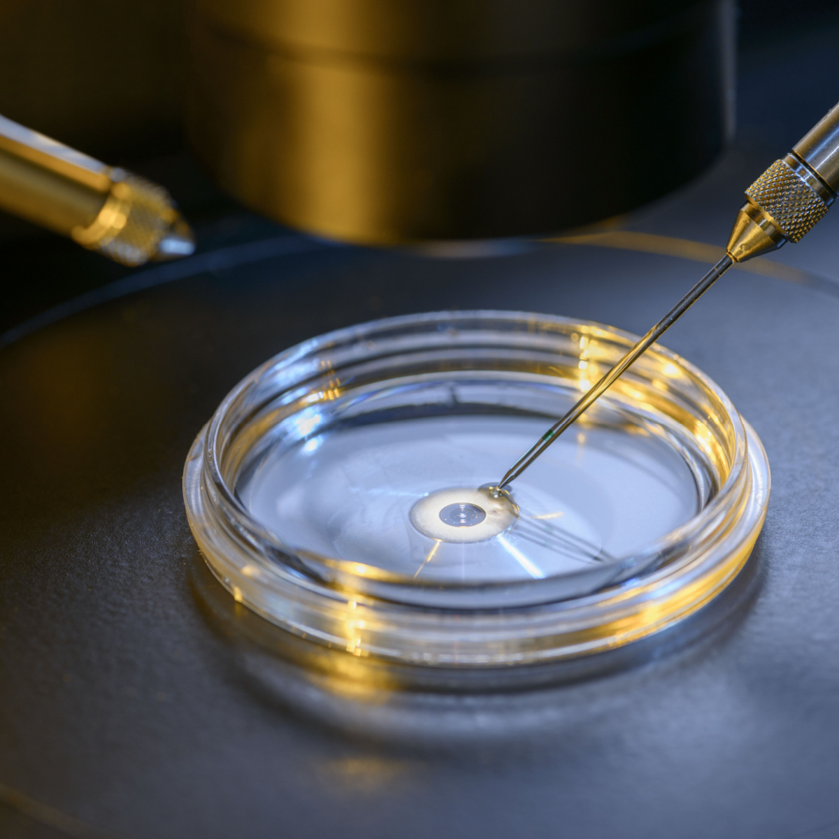 What Is Assisted Hatching (AH) in Kingwood IVF?